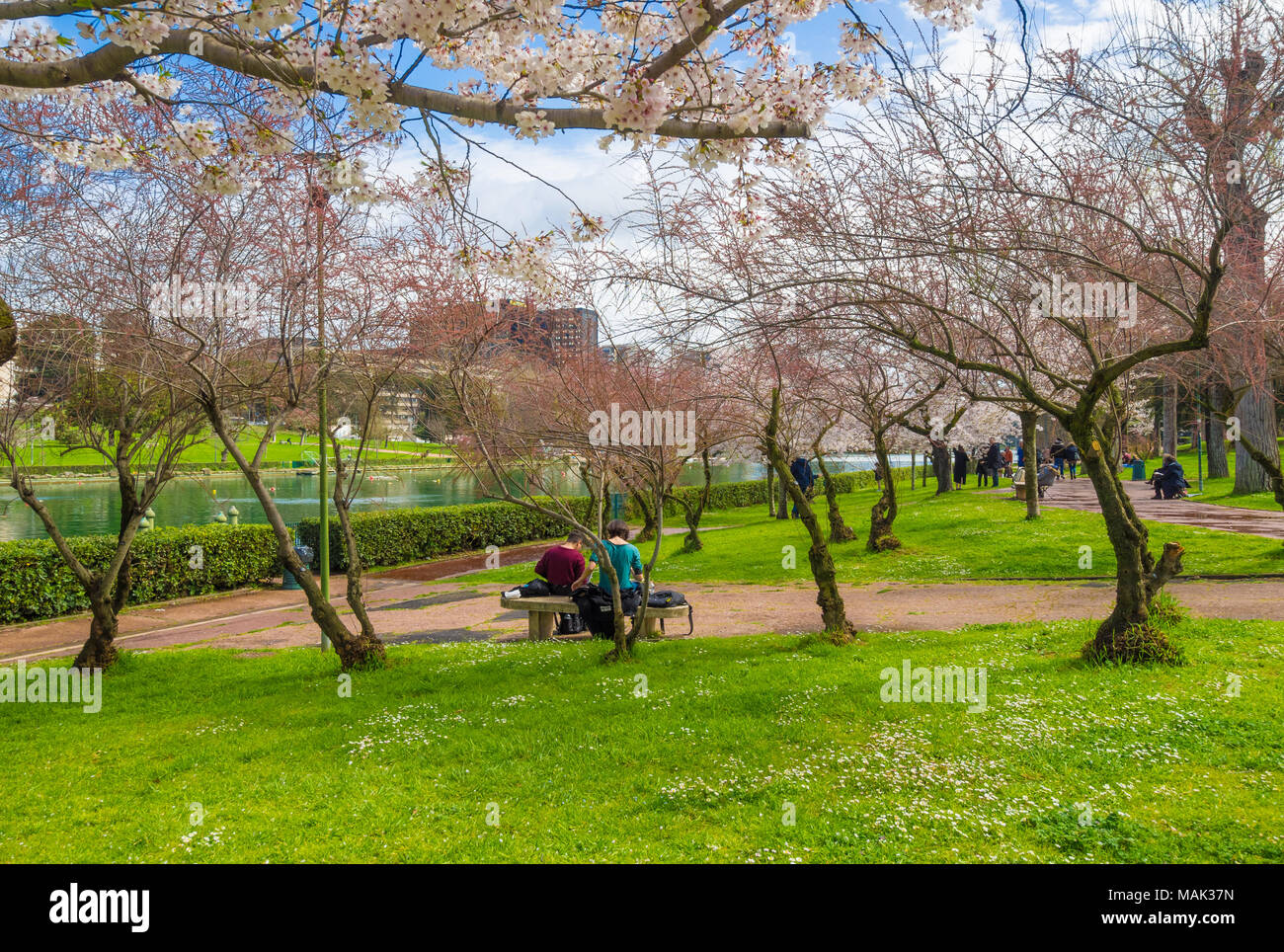 Rome, Italy - The spring flowering of Japanese cherry trees, called ...