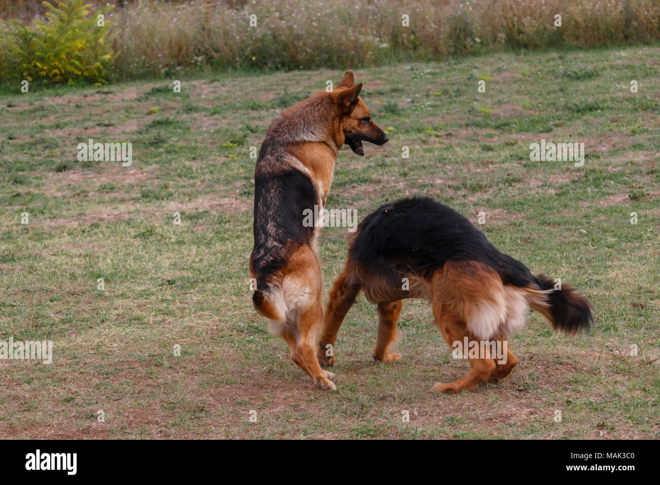Two dogs playing german shepherd hi-res stock photography and images ...