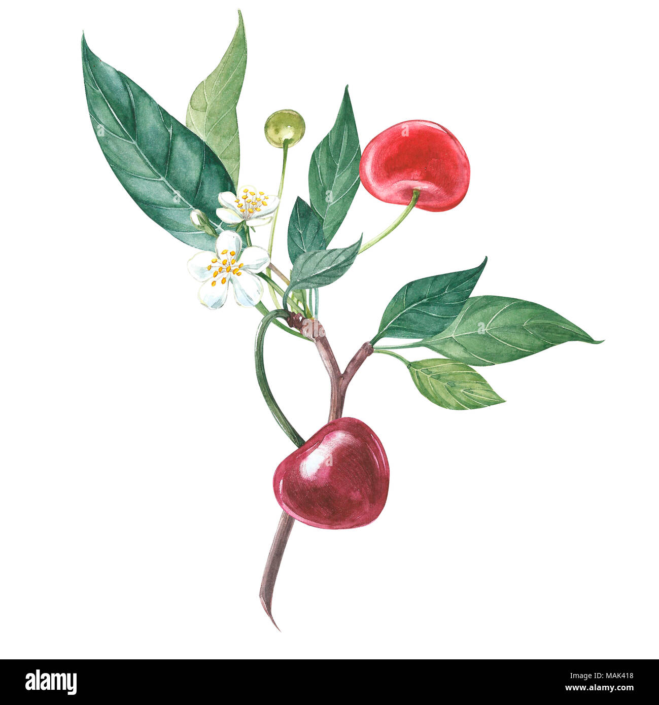 Collection of highly detailed hand drawn cherry. Watercolor botanical ...
