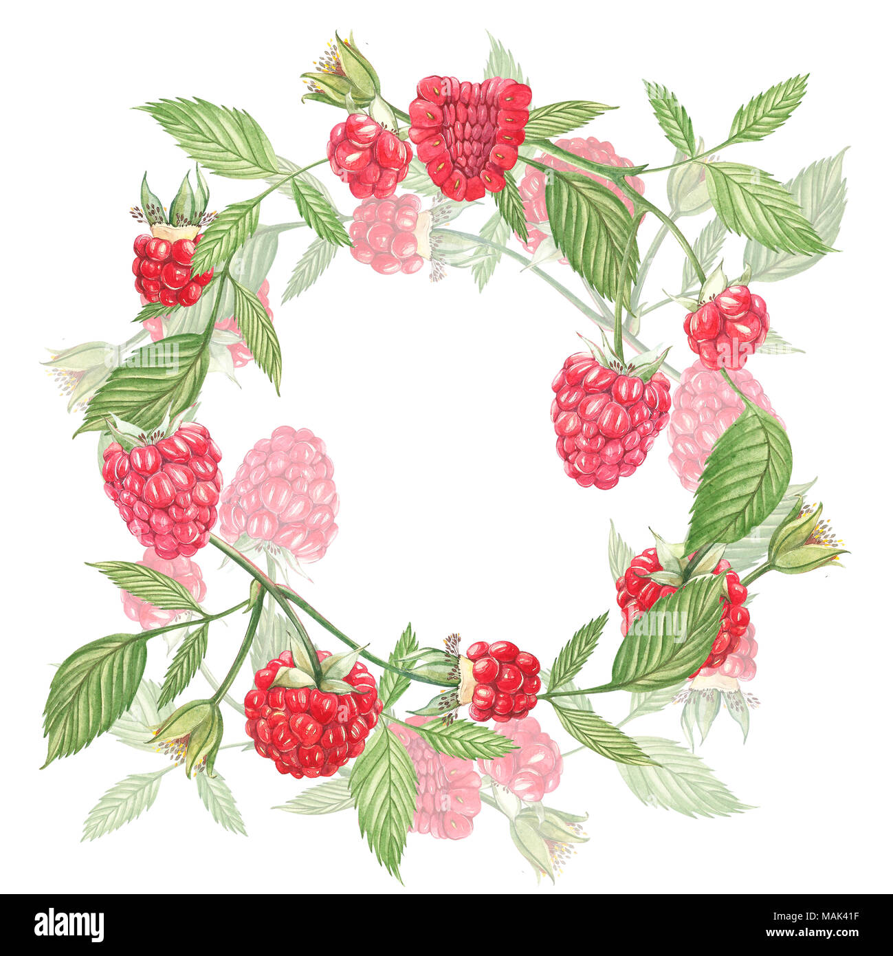 Hand drawn watercolor wreath of flowers of raspberry on white ...