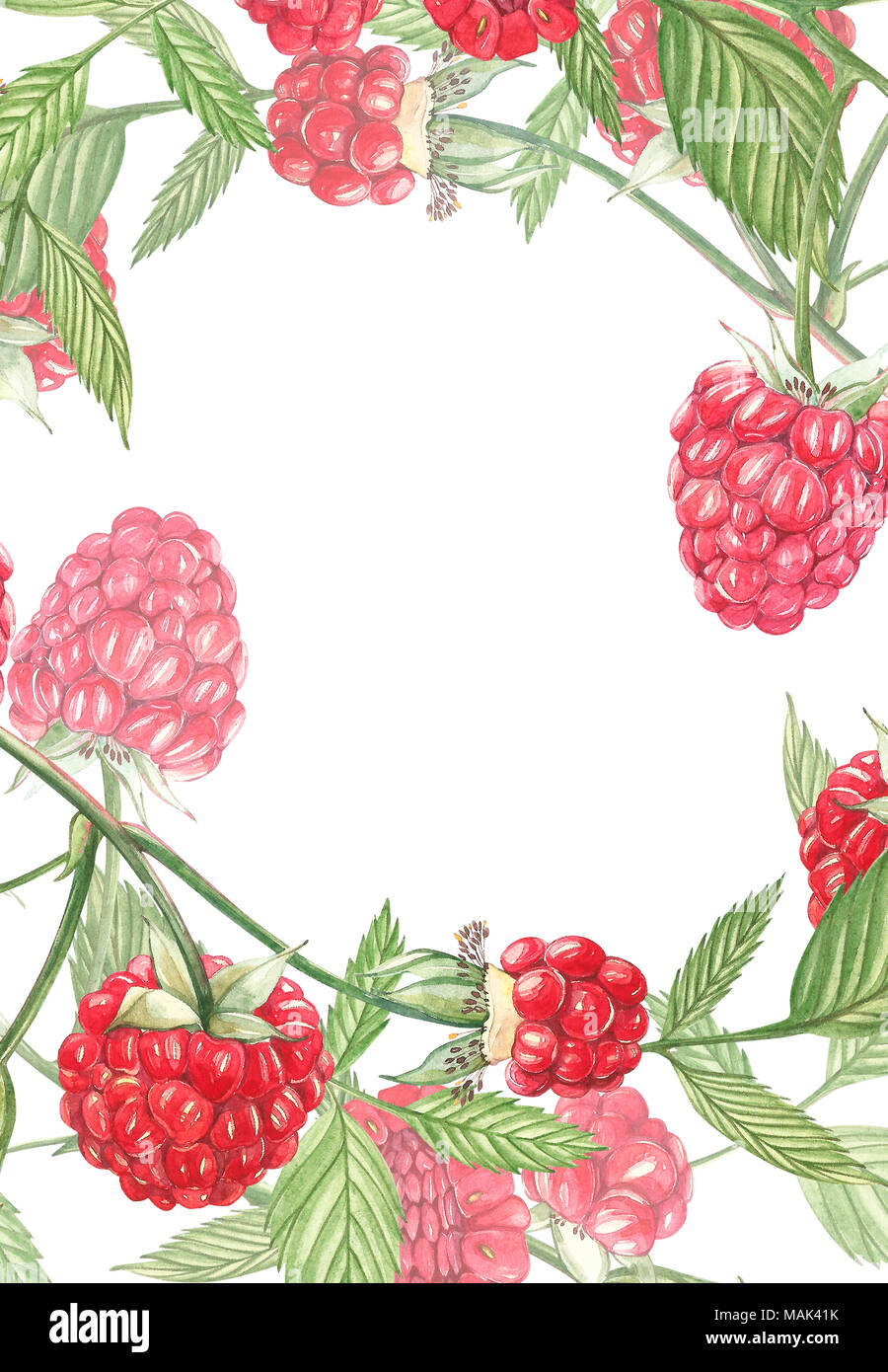 Hand drawn watercolor painting raspberry on white background. Frame ...