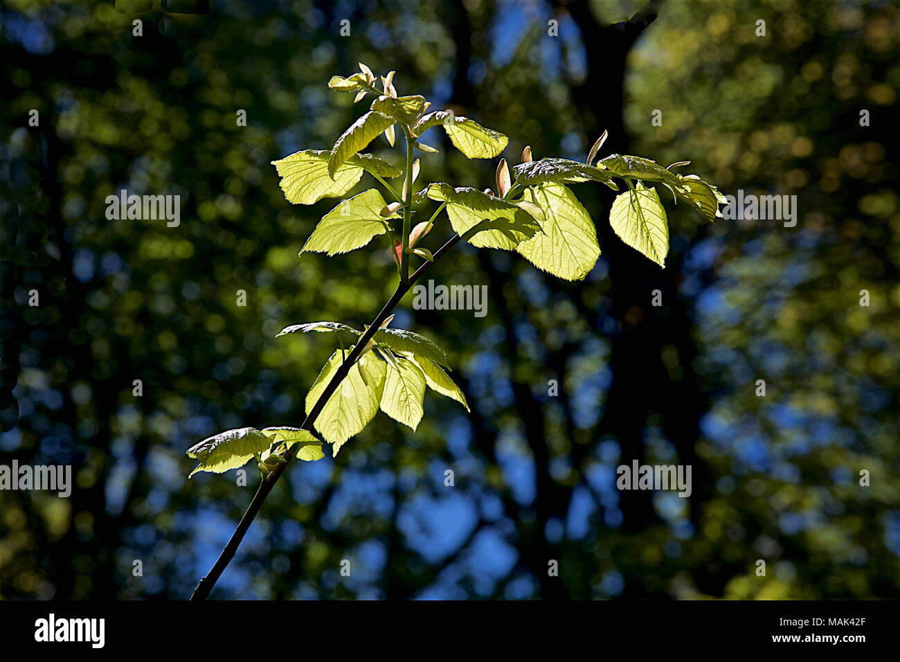 New leaves growing out tree hi-res stock photography and images - Alamy