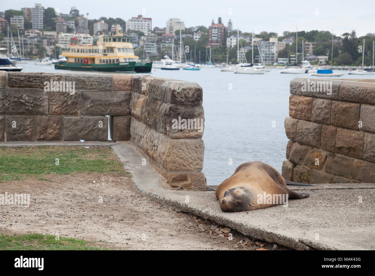 Double seal hi-res stock photography and images - Alamy
