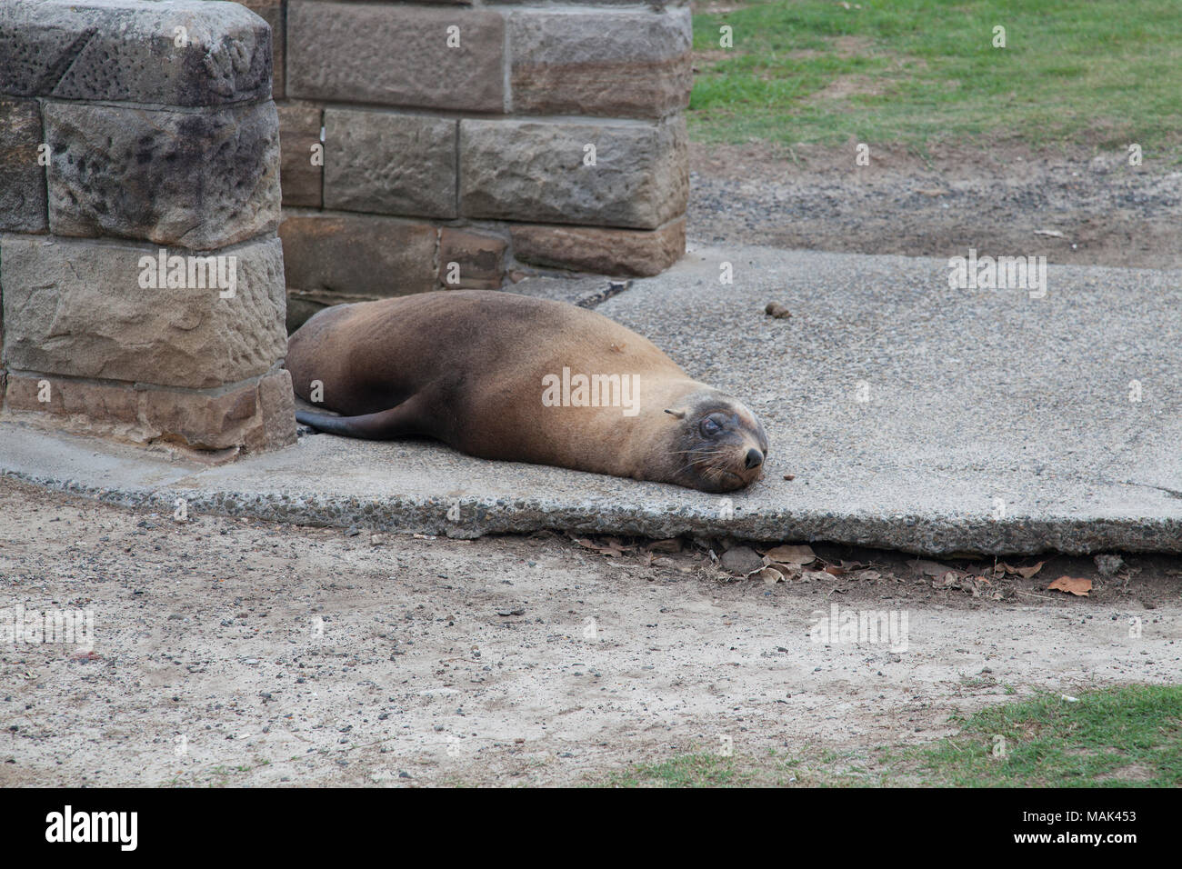 Uncomfortable Situation Seal