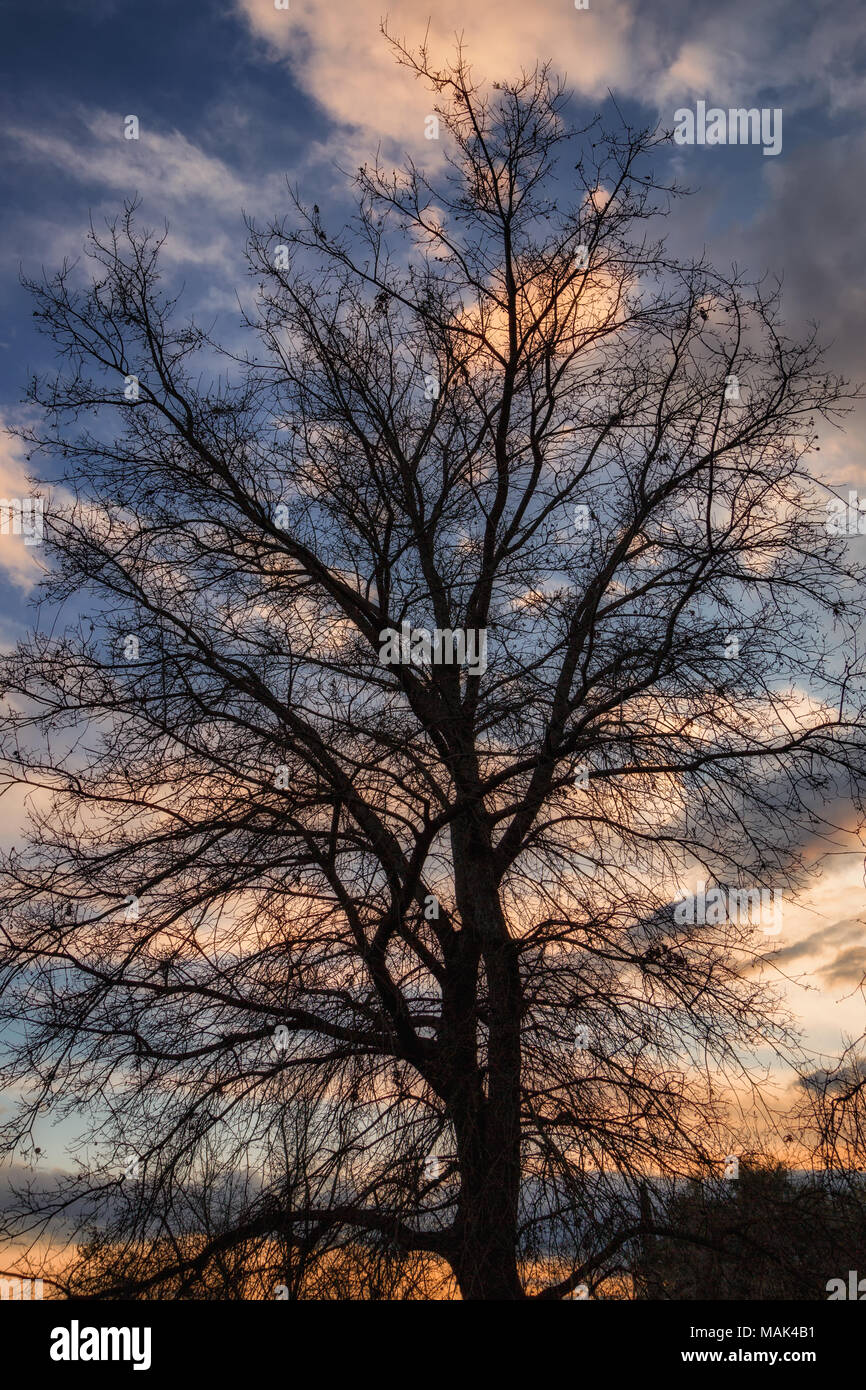 A single tree stands under a colorful sunset Stock Photo - Alamy