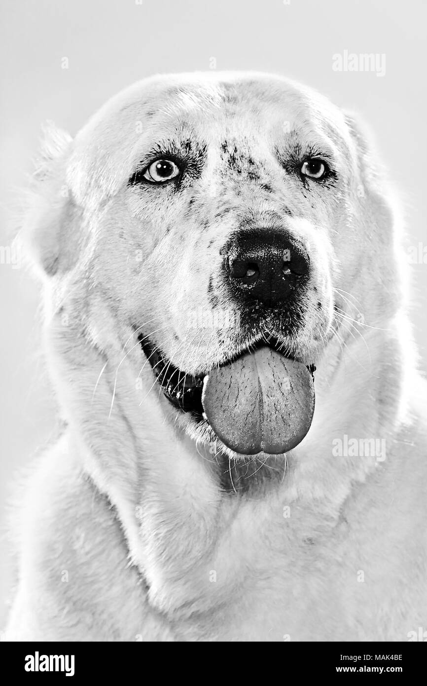 Smiling dog teeth Black and White Stock Photos & Images - Alamy