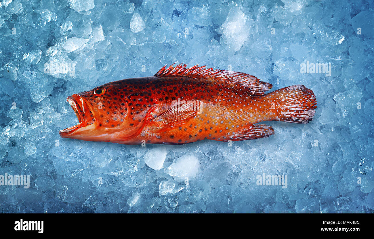 A long red fish in a pink dot and a yellow-red tail lying on the cold ...