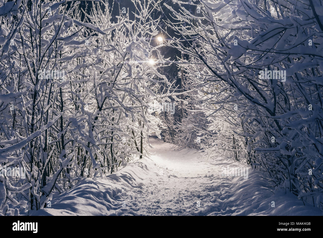 Snowy Forest Path At Night