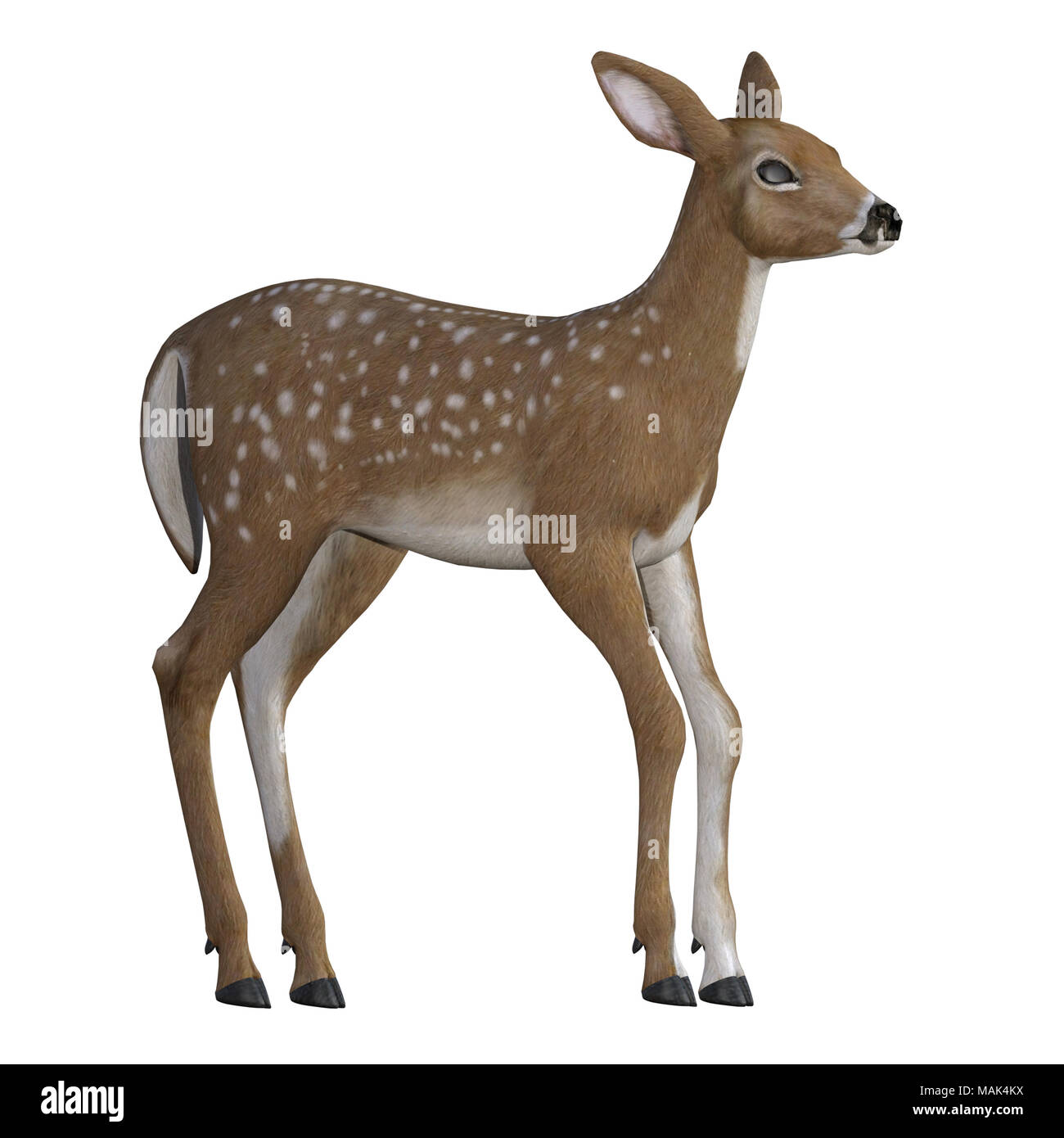 Baby red deer Cut Out Stock Images & Pictures - Alamy