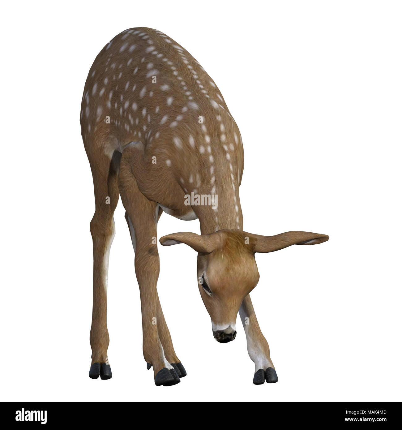 Baby spotted deer Cut Out Stock Images & Pictures - Alamy