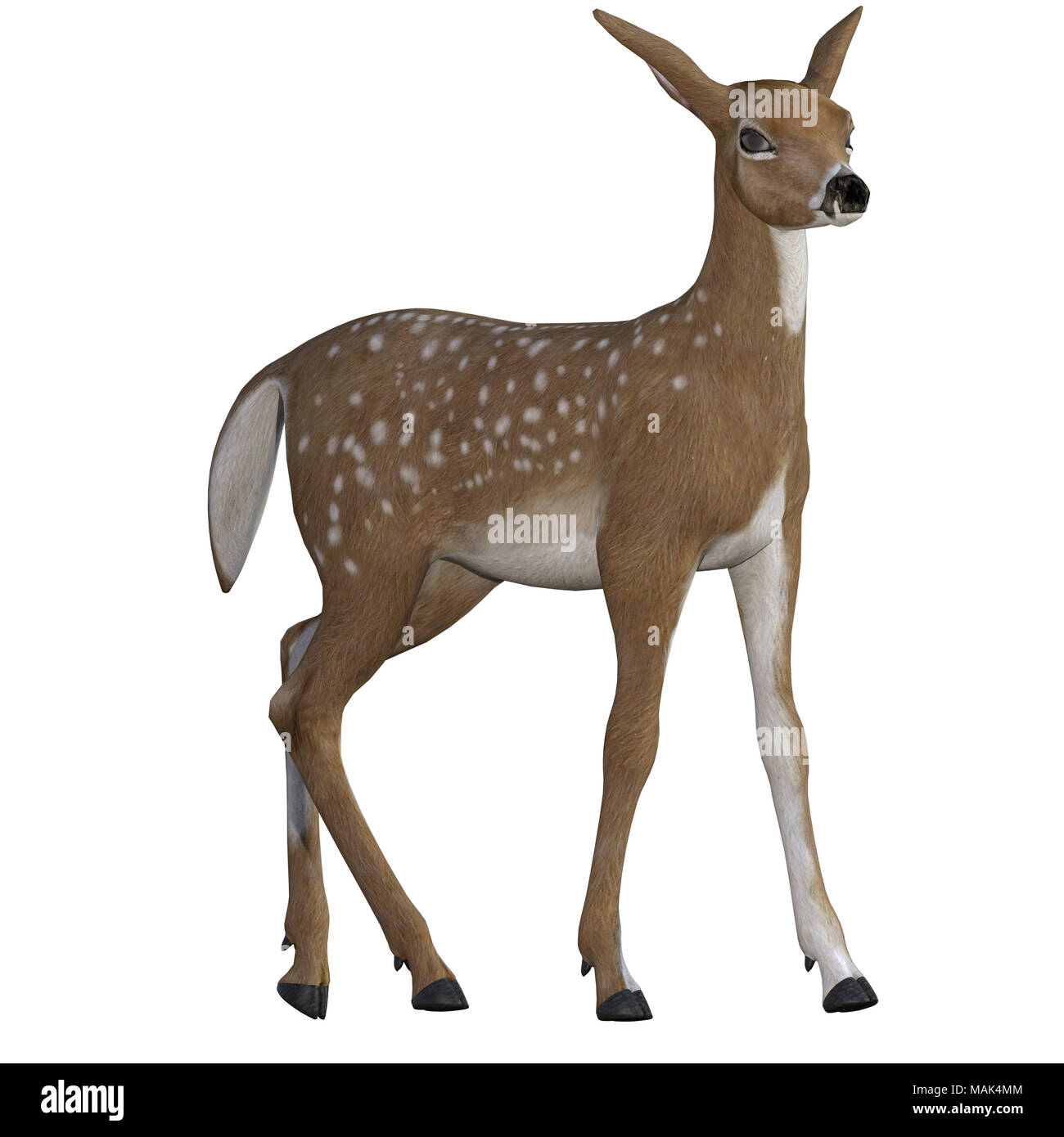 Whitetail deer side view hi-res stock photography and images - Alamy