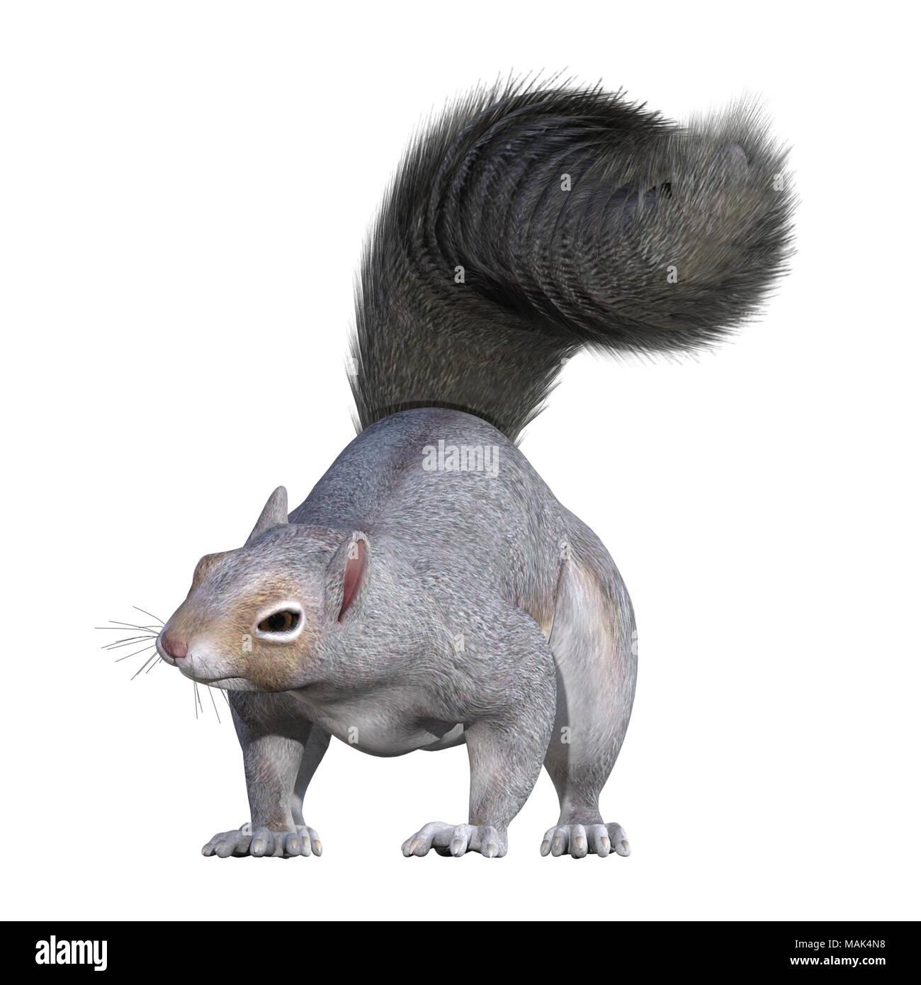 Grey Squirrel isolated on white, 3d render Stock Photo - Alamy