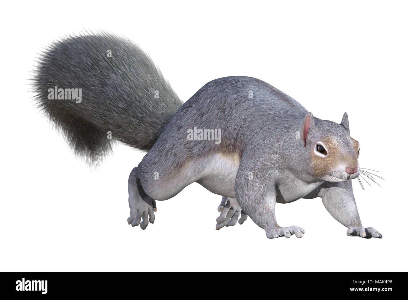 Grey Squirrel isolated on white, 3d render Stock Photo - Alamy