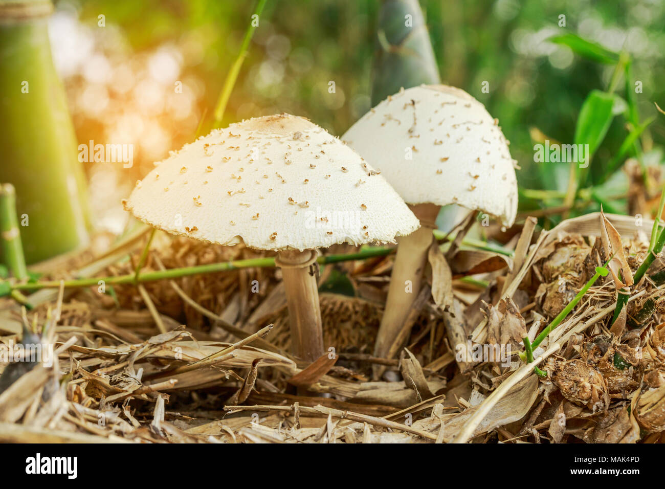 Dried bamboo fungus hi-res stock photography and images - Alamy