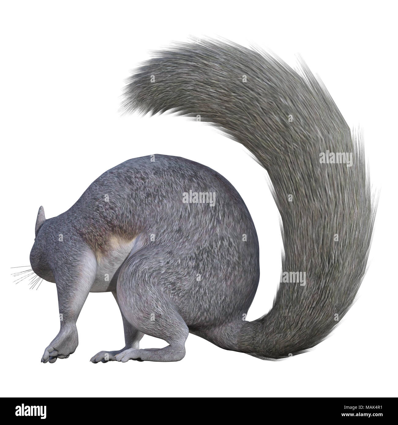 Grey Squirrel isolated on white, 3d render Stock Photo - Alamy