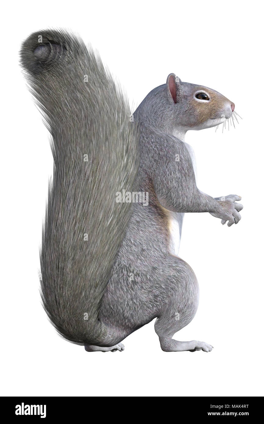 Grey Squirrel isolated on white, 3d render Stock Photo - Alamy