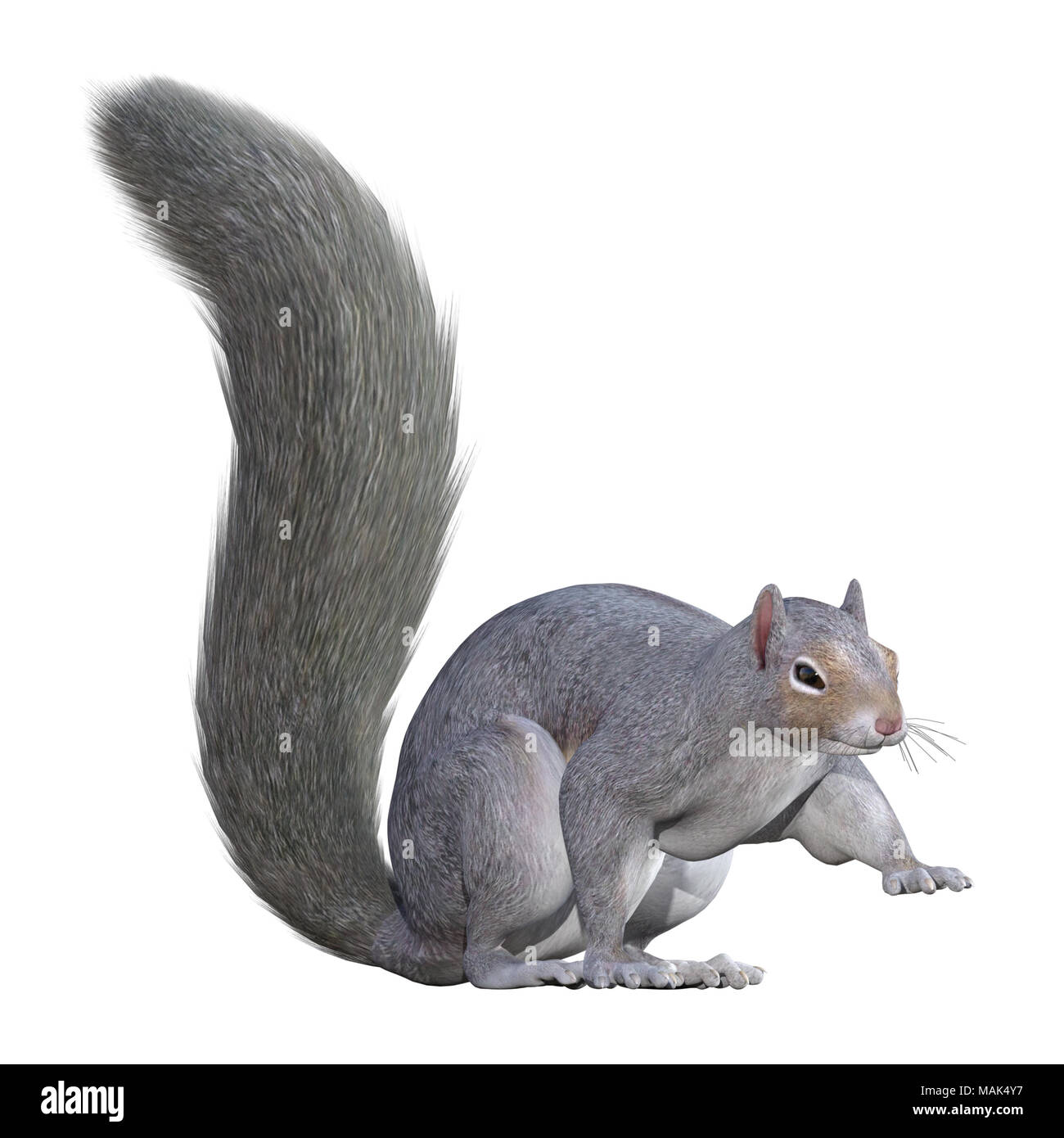 Grey Squirrel isolated on white, 3d render Stock Photo - Alamy
