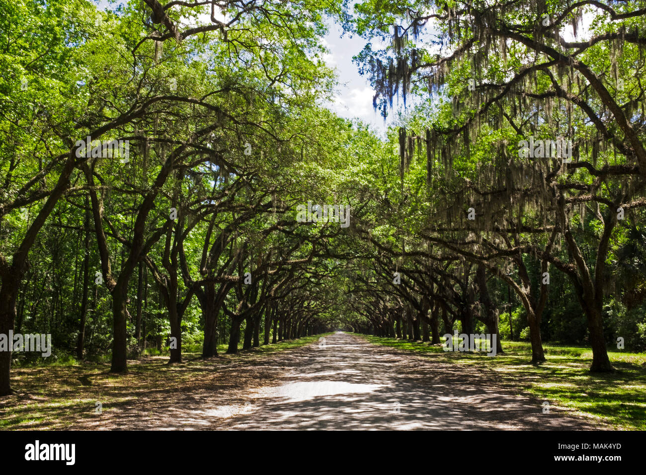 Oak trees road Stock Photo - Alamy