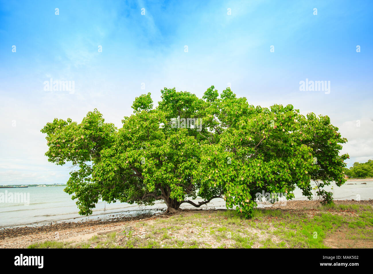 Big tree on beach Stock Photo - Alamy