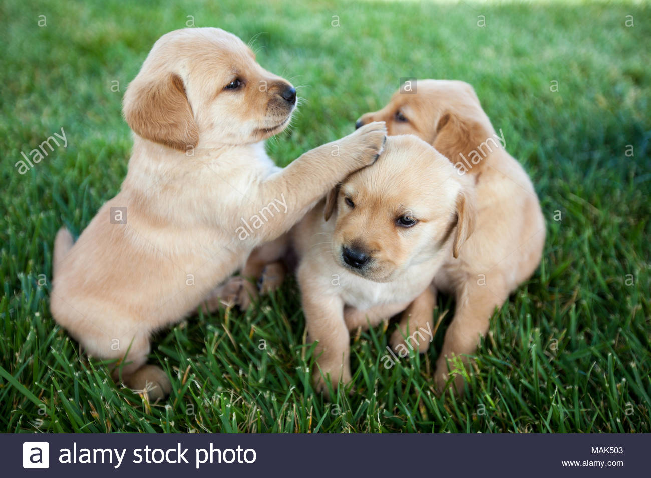 Yellow Labrador Retriever Puppies Stock Photos & Yellow Labrador ...