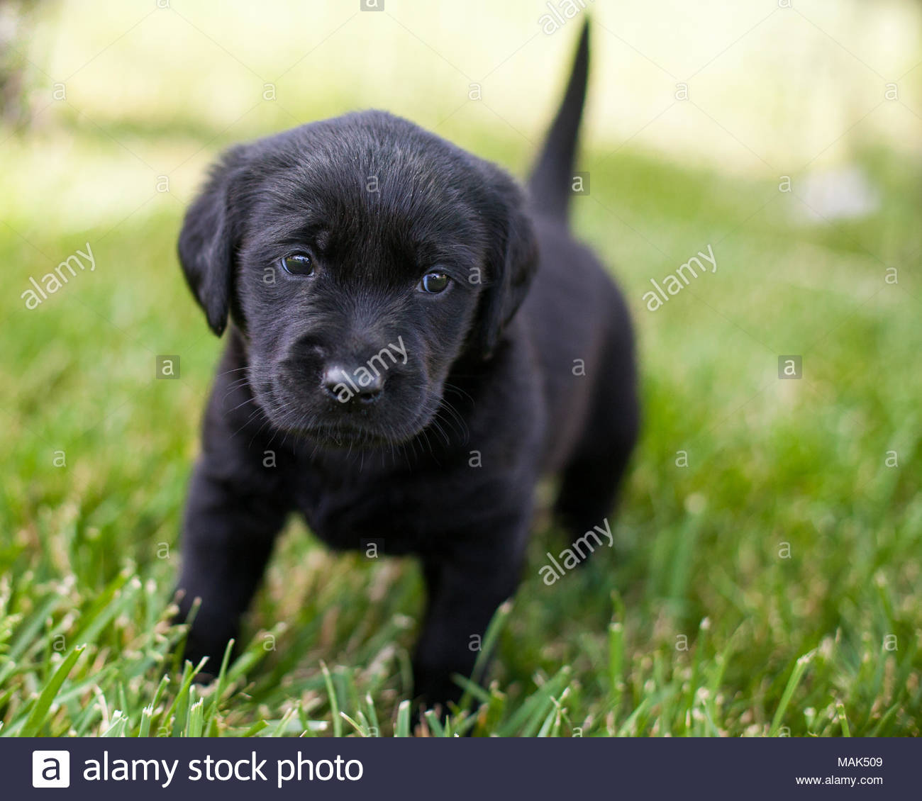 Labrador Head Stock Photos & Labrador Head Stock Images - Alamy