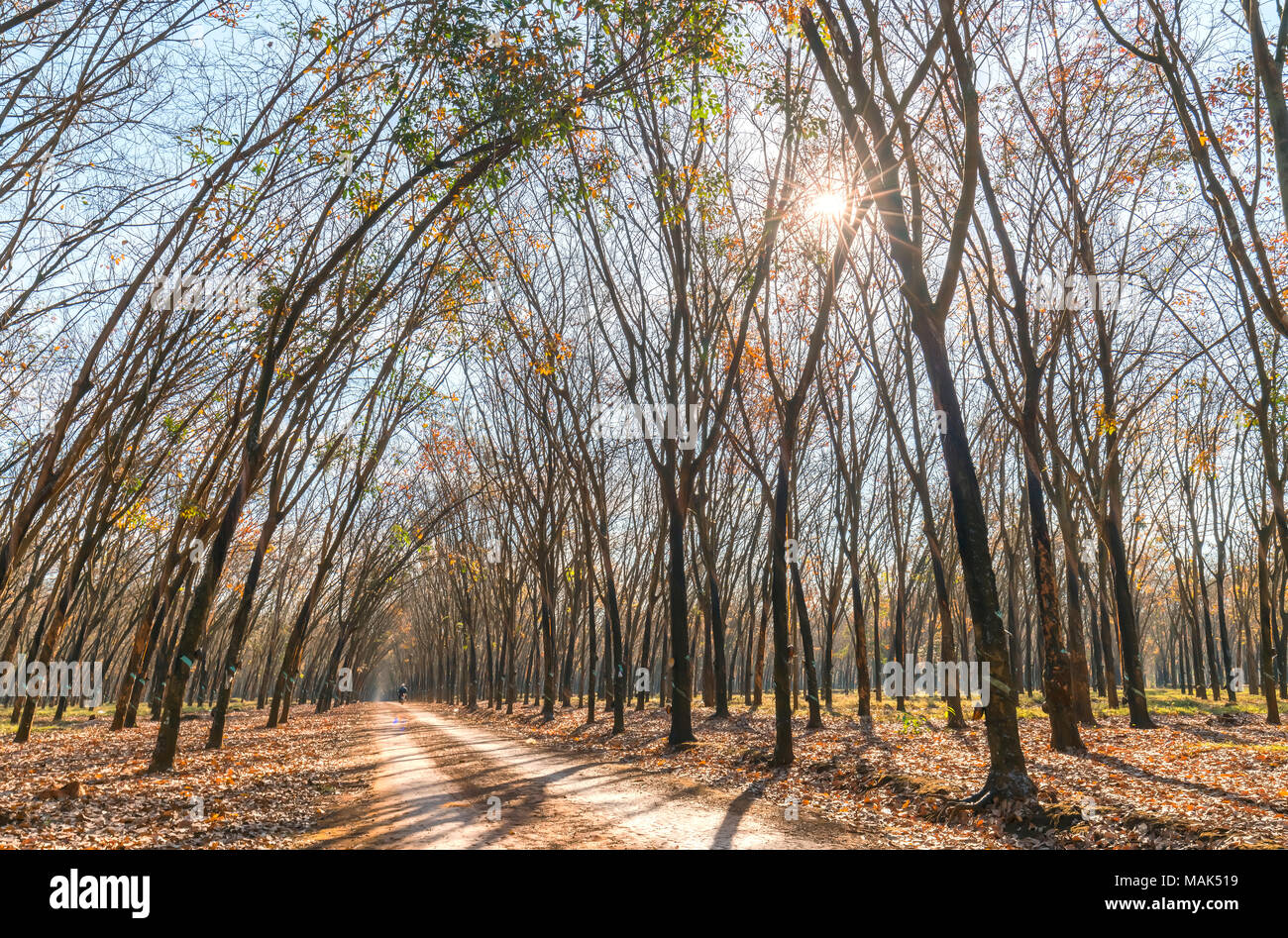 Path rubber season change leaves with trees line up dirt road leading ...