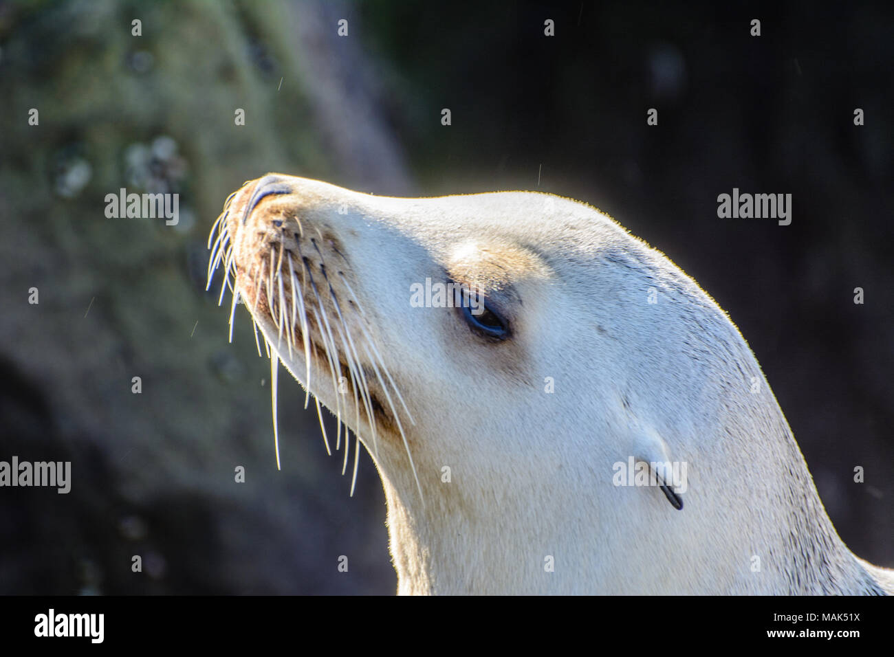 White sea lion hi-res stock photography and images - Alamy