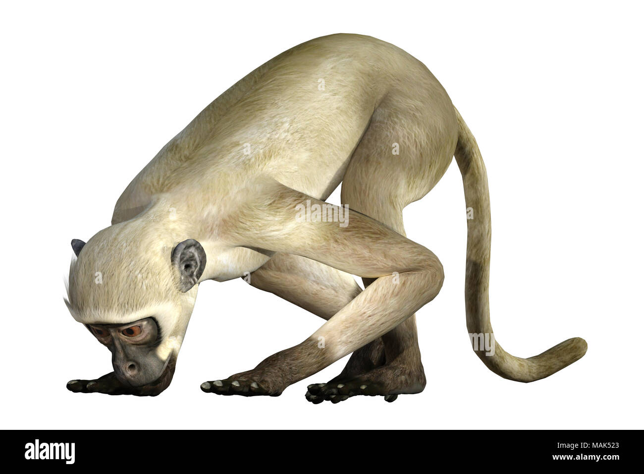 White monkey isolated on white, 3d render Stock Photo - Alamy