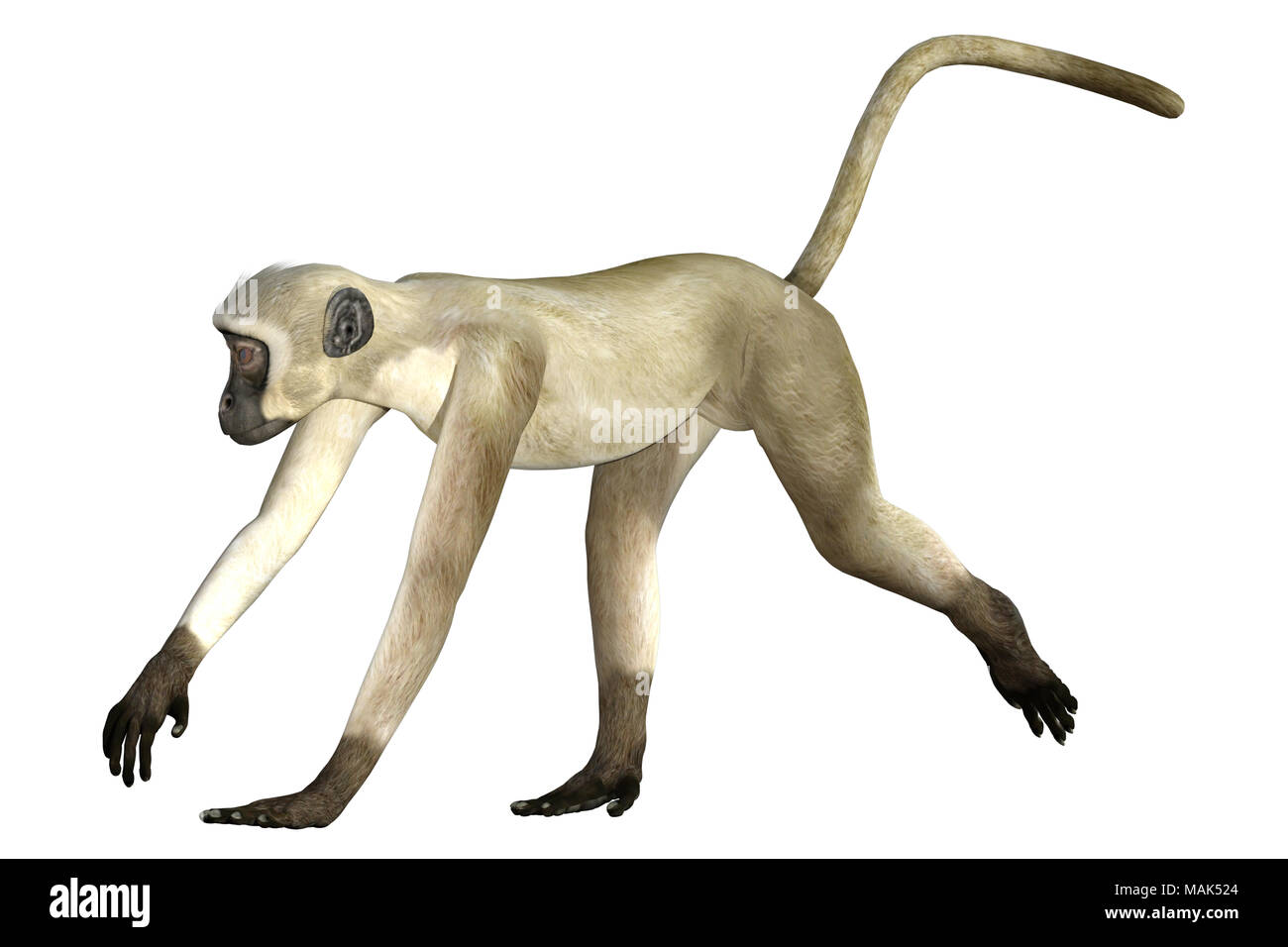 White monkey isolated on white, 3d render Stock Photo - Alamy