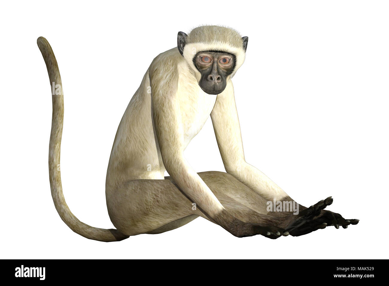 Monkey square Cut Out Stock Images & Pictures - Alamy