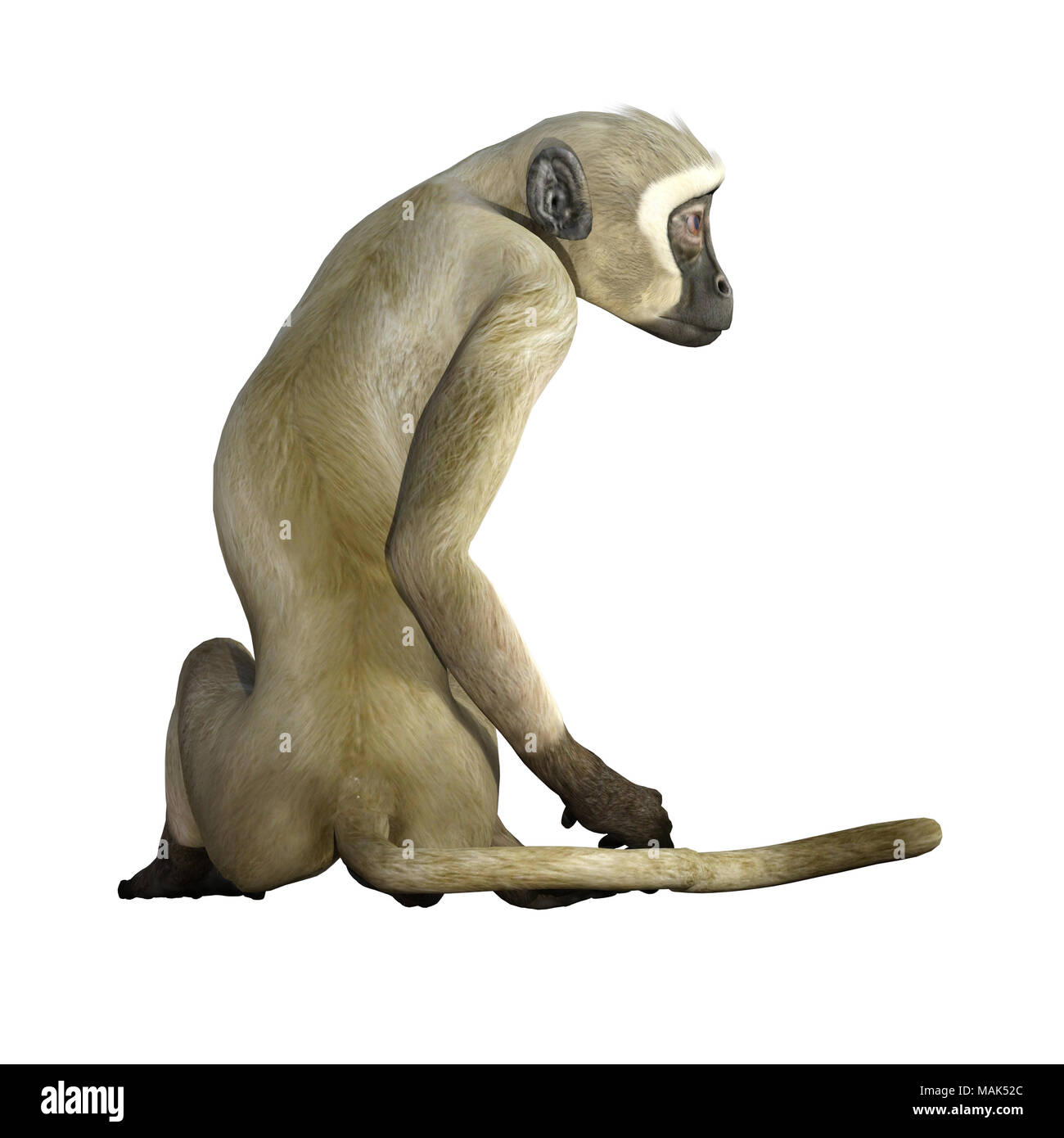 White monkey isolated on white, 3d render Stock Photo - Alamy
