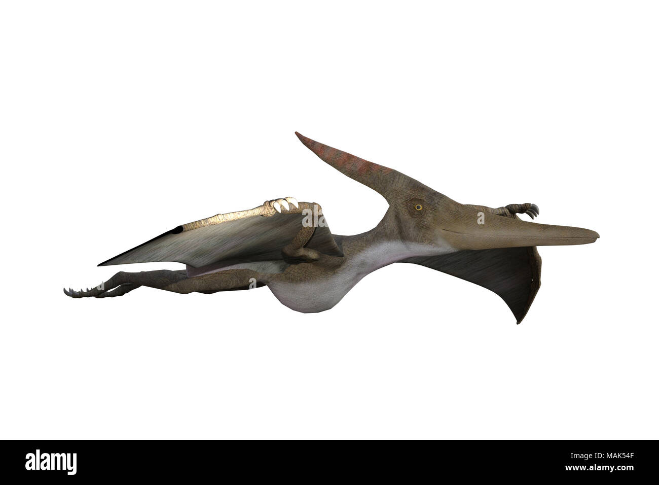 Pteranodon dinosaur Cut Out Stock Images & Pictures - Alamy