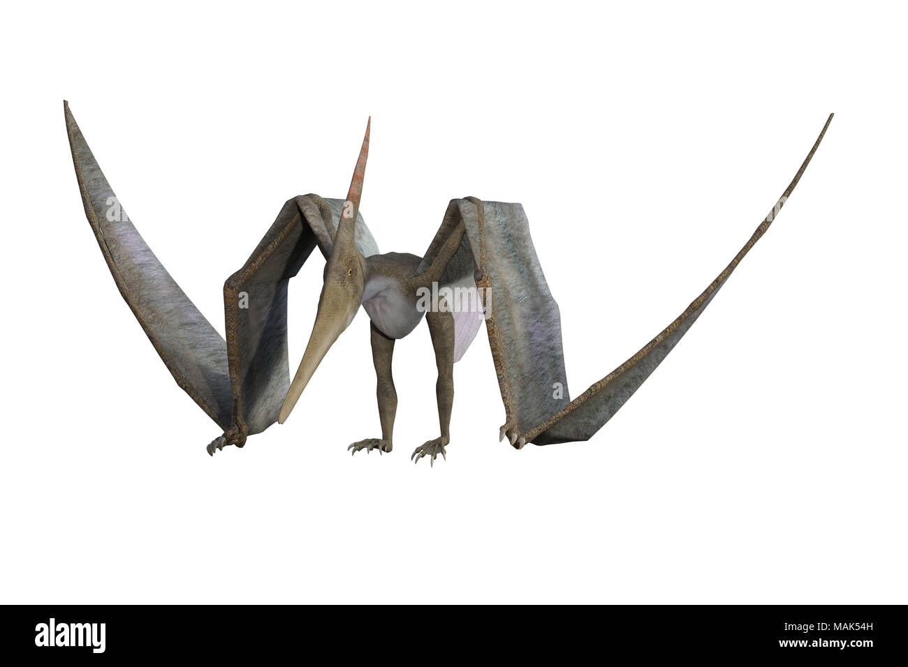 Pteranodon isolated on white, 3d render Stock Photo - Alamy