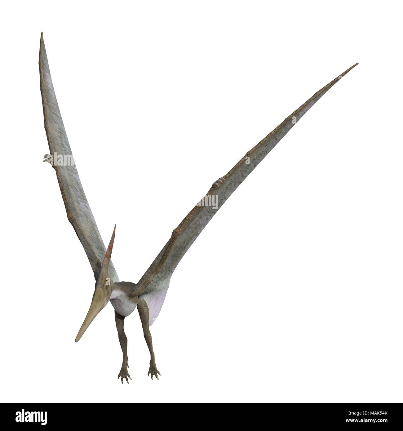 Pteranodon isolated on white, 3d render Stock Photo - Alamy