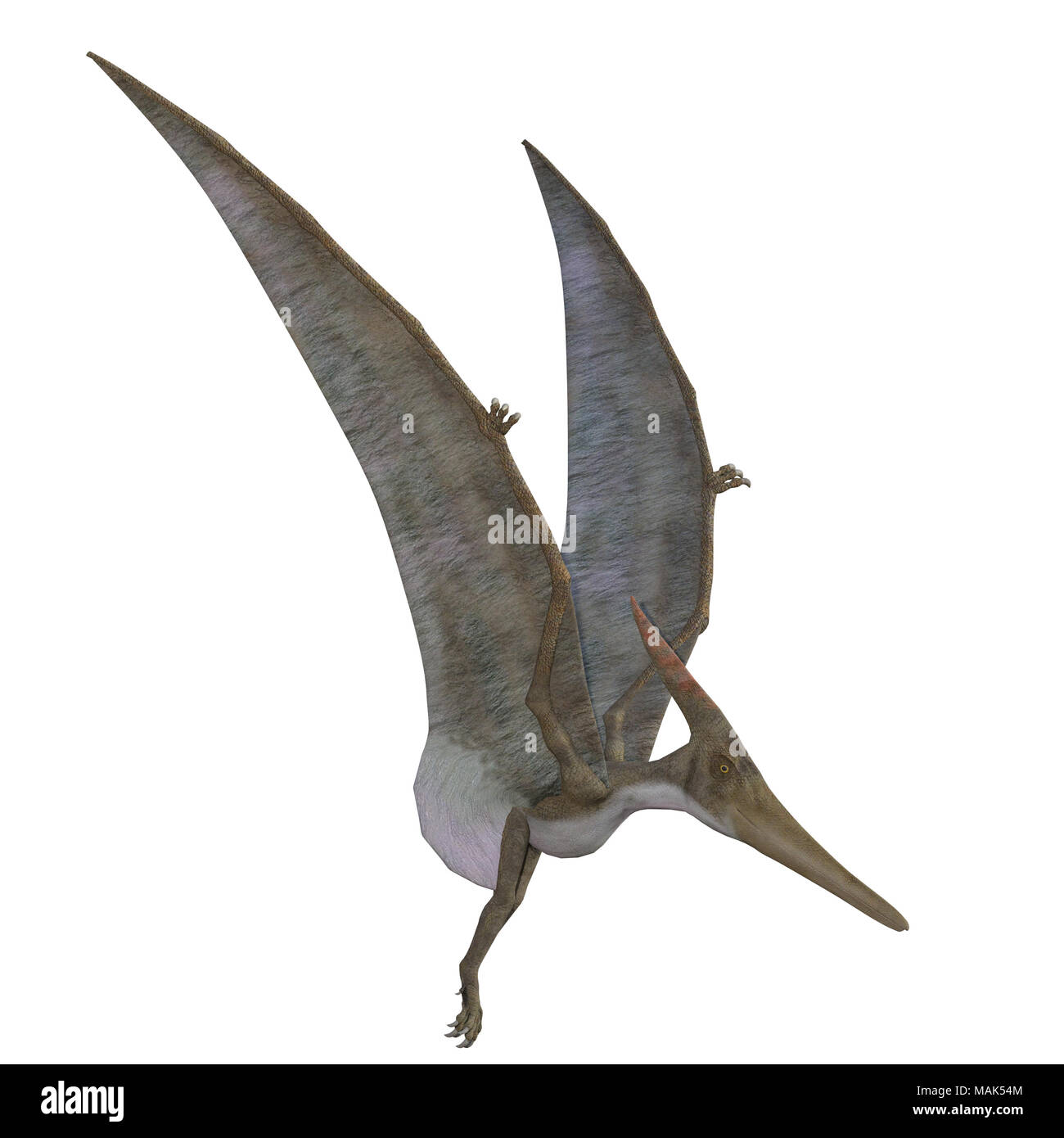 Pteranodon pterosaur Cut Out Stock Images & Pictures - Alamy