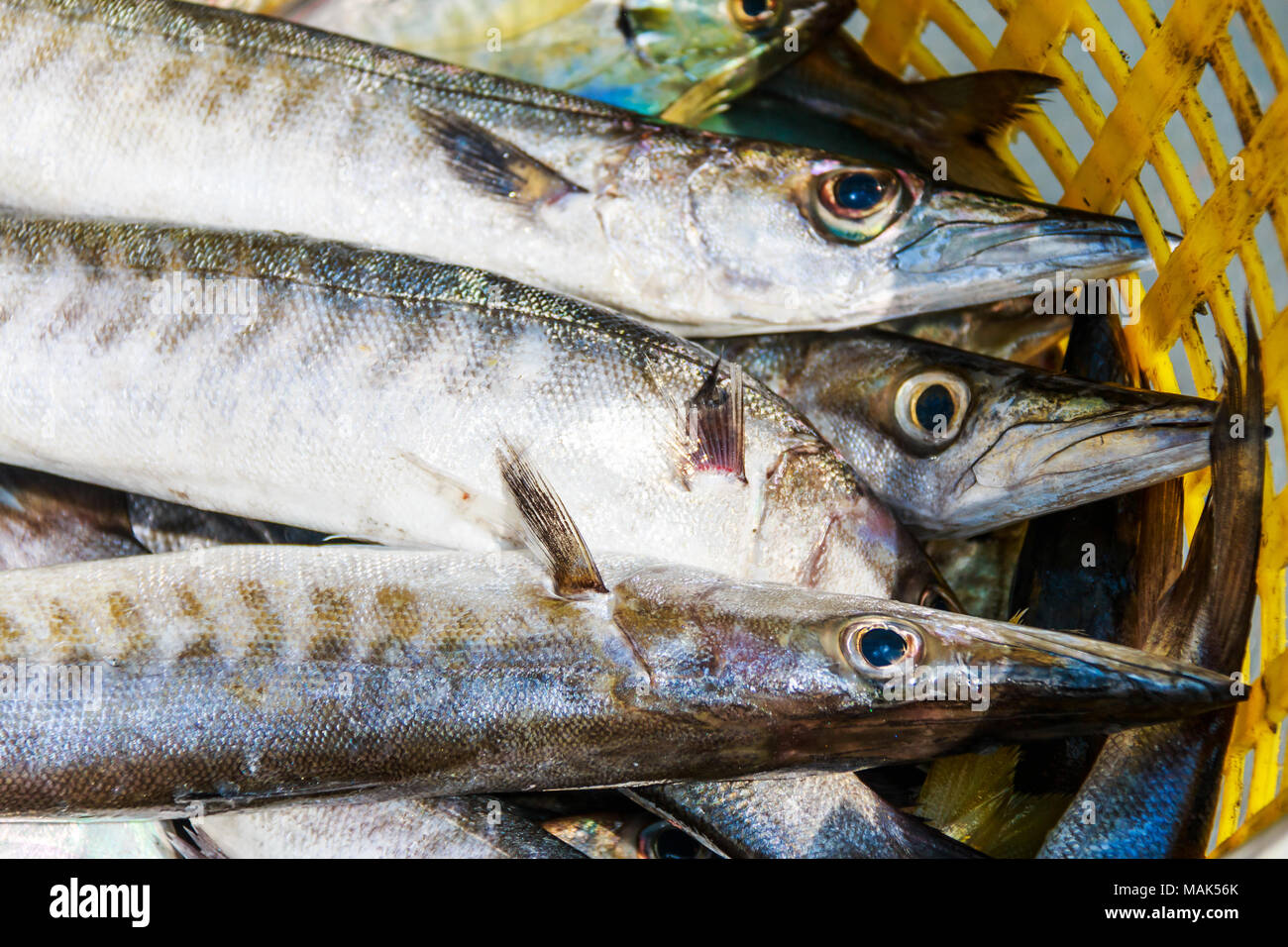 Fresh Obtuse barracuda fish in Gulf of Thailand Stock Photo - Alamy
