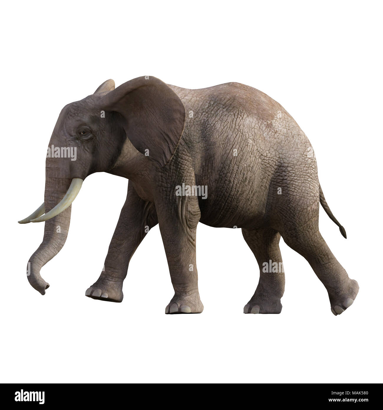 Elephant elephant trunk up cut hi-res stock photography and images - Alamy