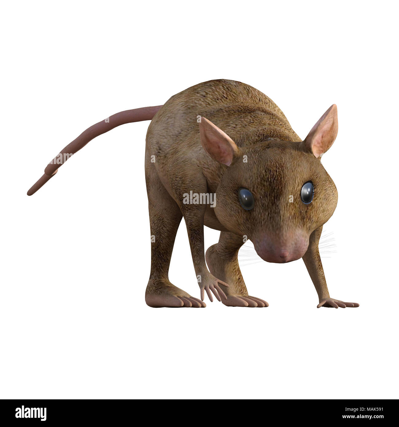 Common house mouse Cut Out Stock Images & Pictures - Alamy