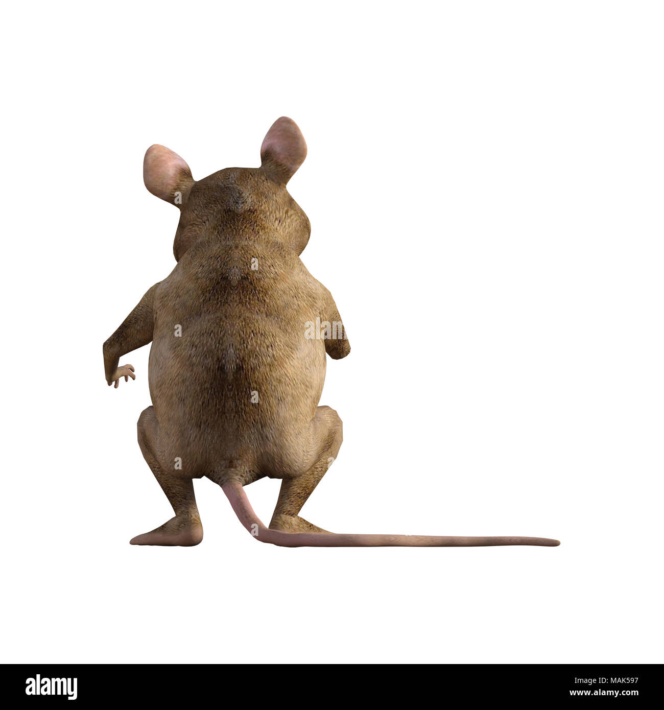 Common house mouse Cut Out Stock Images & Pictures - Alamy