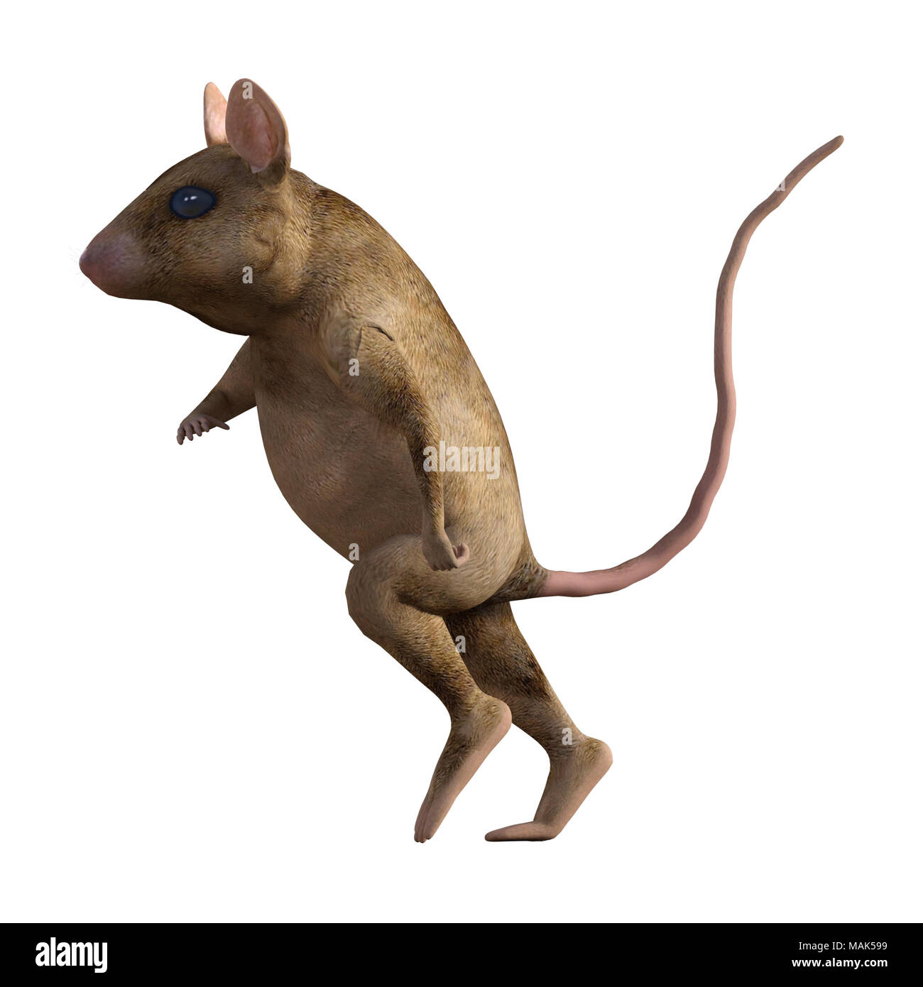 Common house mouse Cut Out Stock Images & Pictures - Alamy