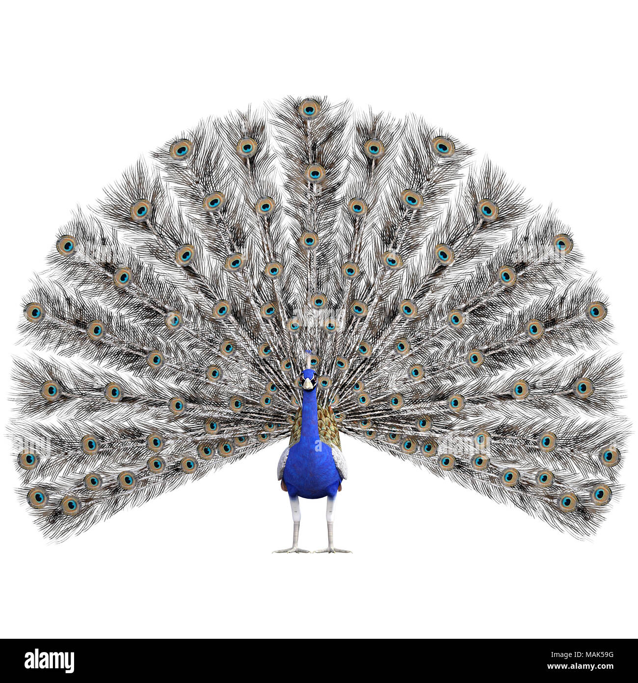 Beautiful Peacock isolated on white, 3d render Stock Photo - Alamy