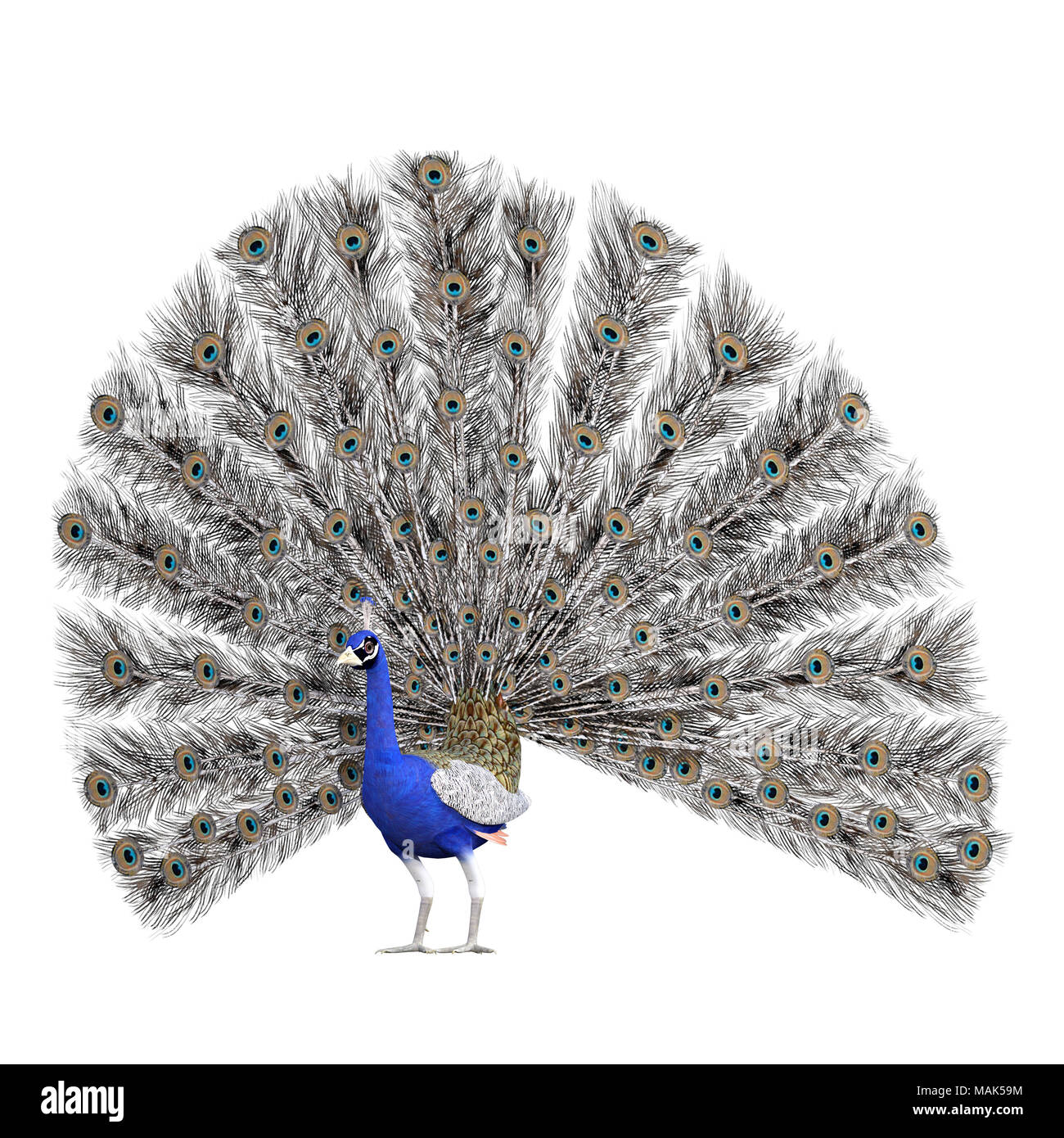 Beautiful Peacock isolated on white, 3d render Stock Photo - Alamy