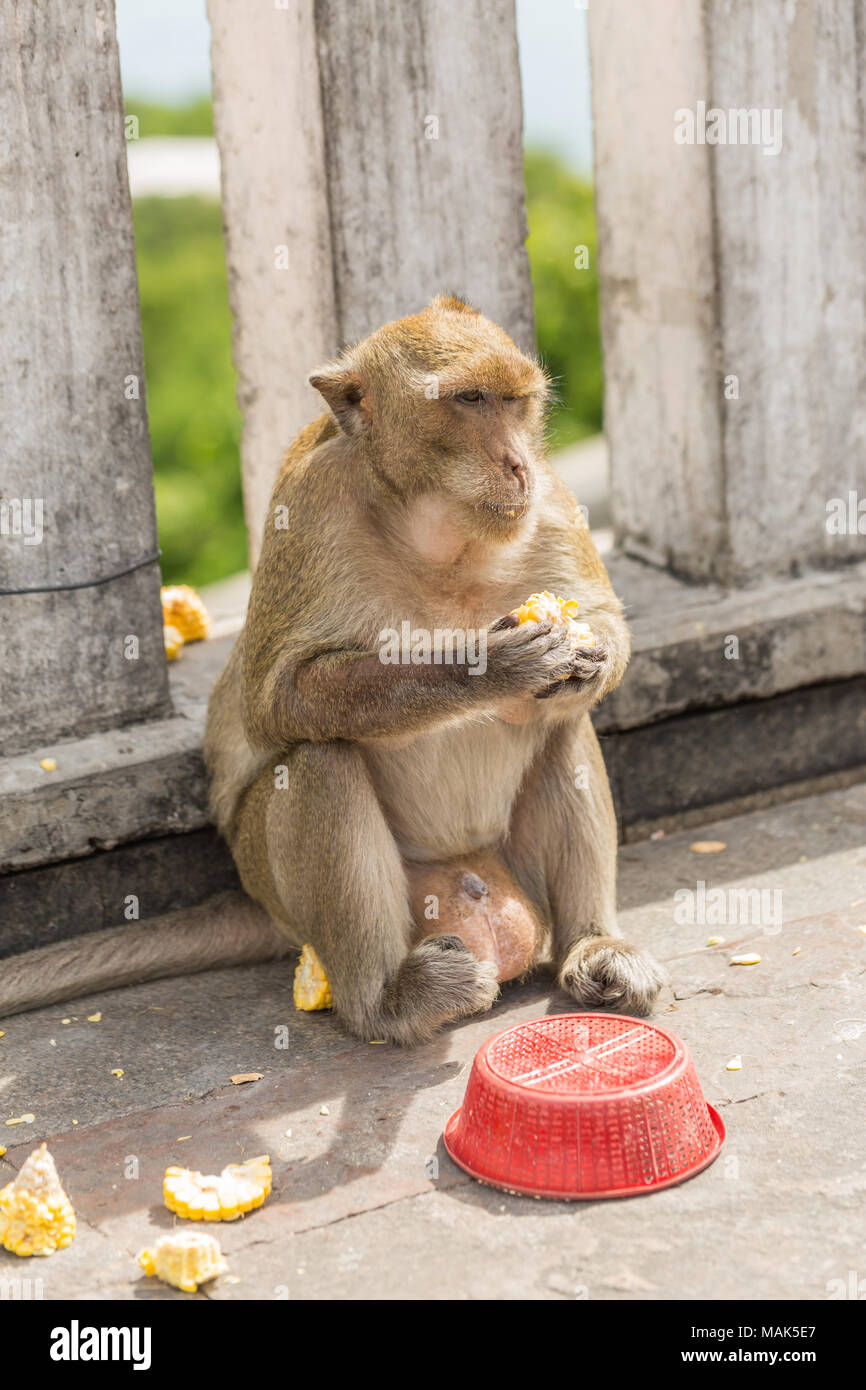 Monkey sitting on the cement wall and eating fruits Stock Photo - Alamy