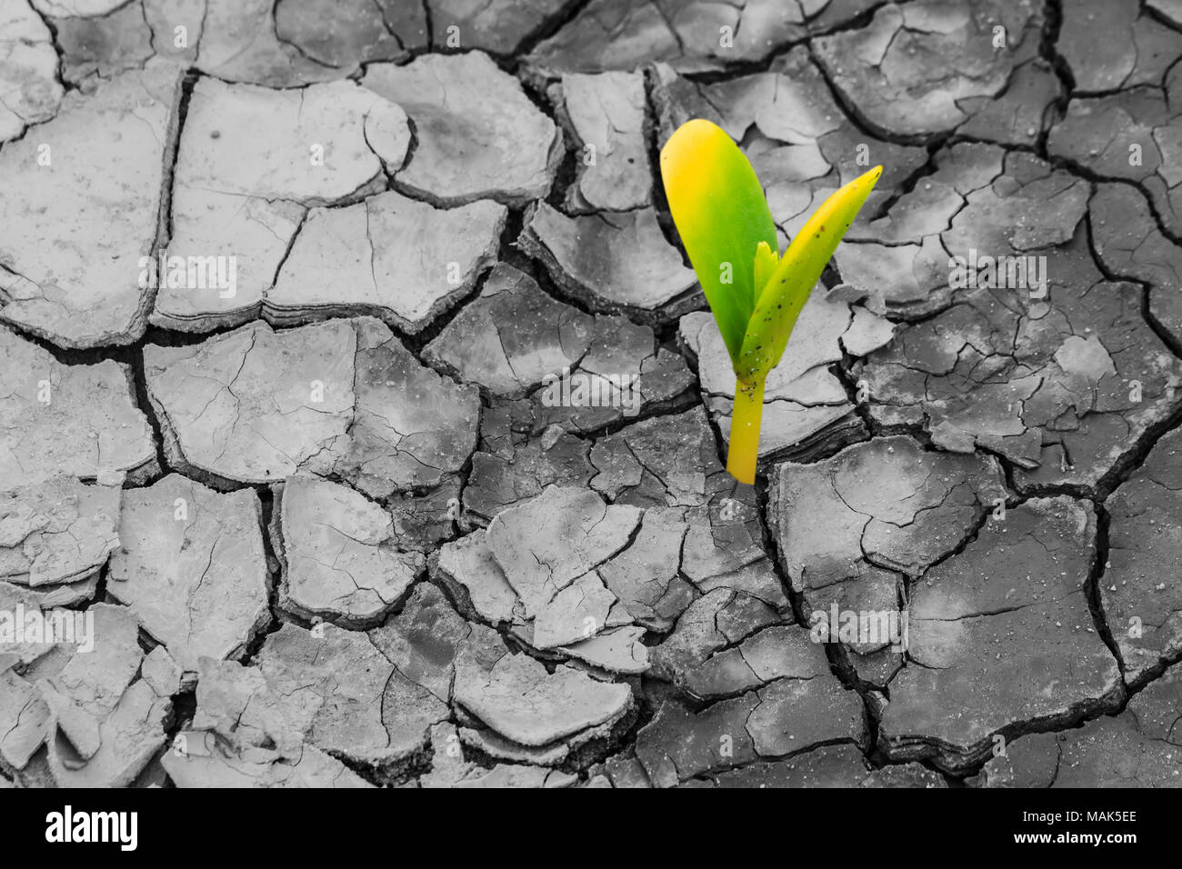 Small plant on a dry land Stock Photo - Alamy