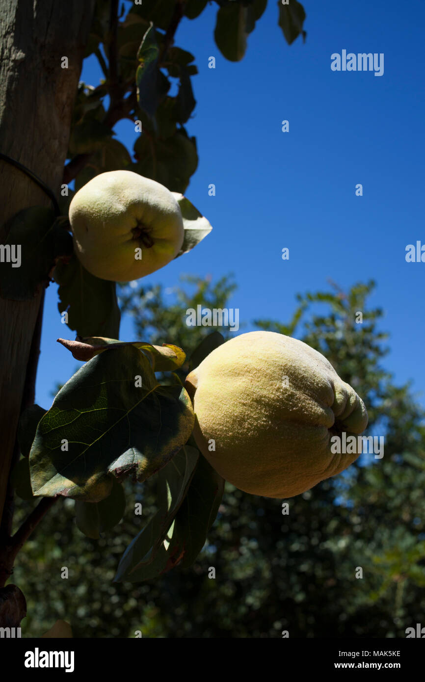 Cydonia Oblonga Fruit High Resolution Stock Photography and Images - Alamy