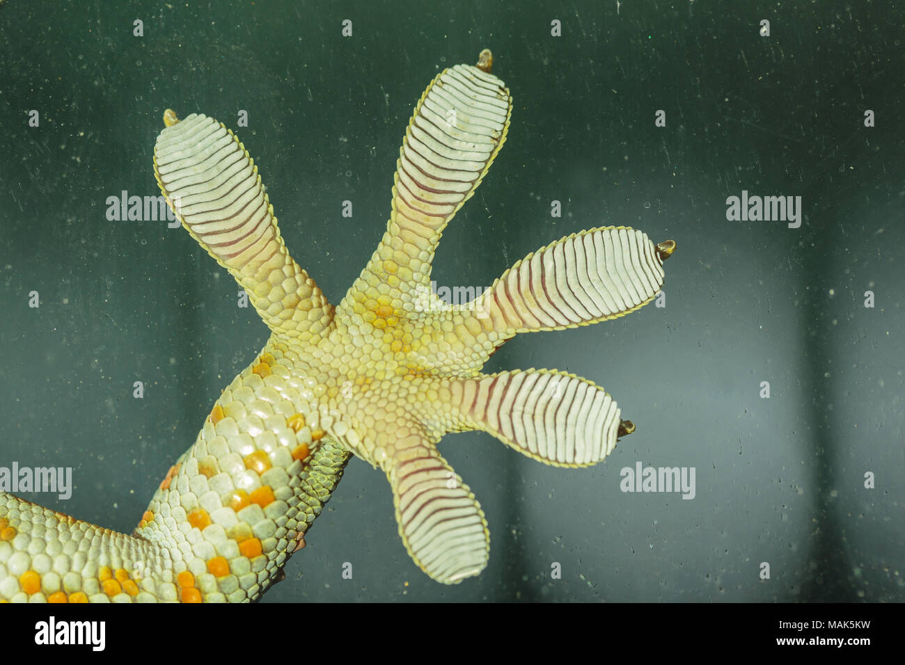 Fingers of Gecko on glass Stock Photo - Alamy
