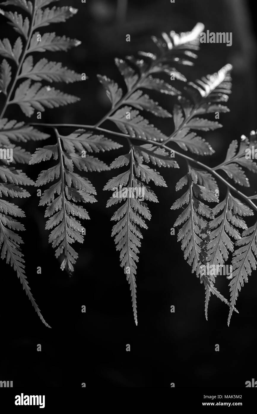 Seamless pattern bright leaves Black and White Stock Photos & Images ...