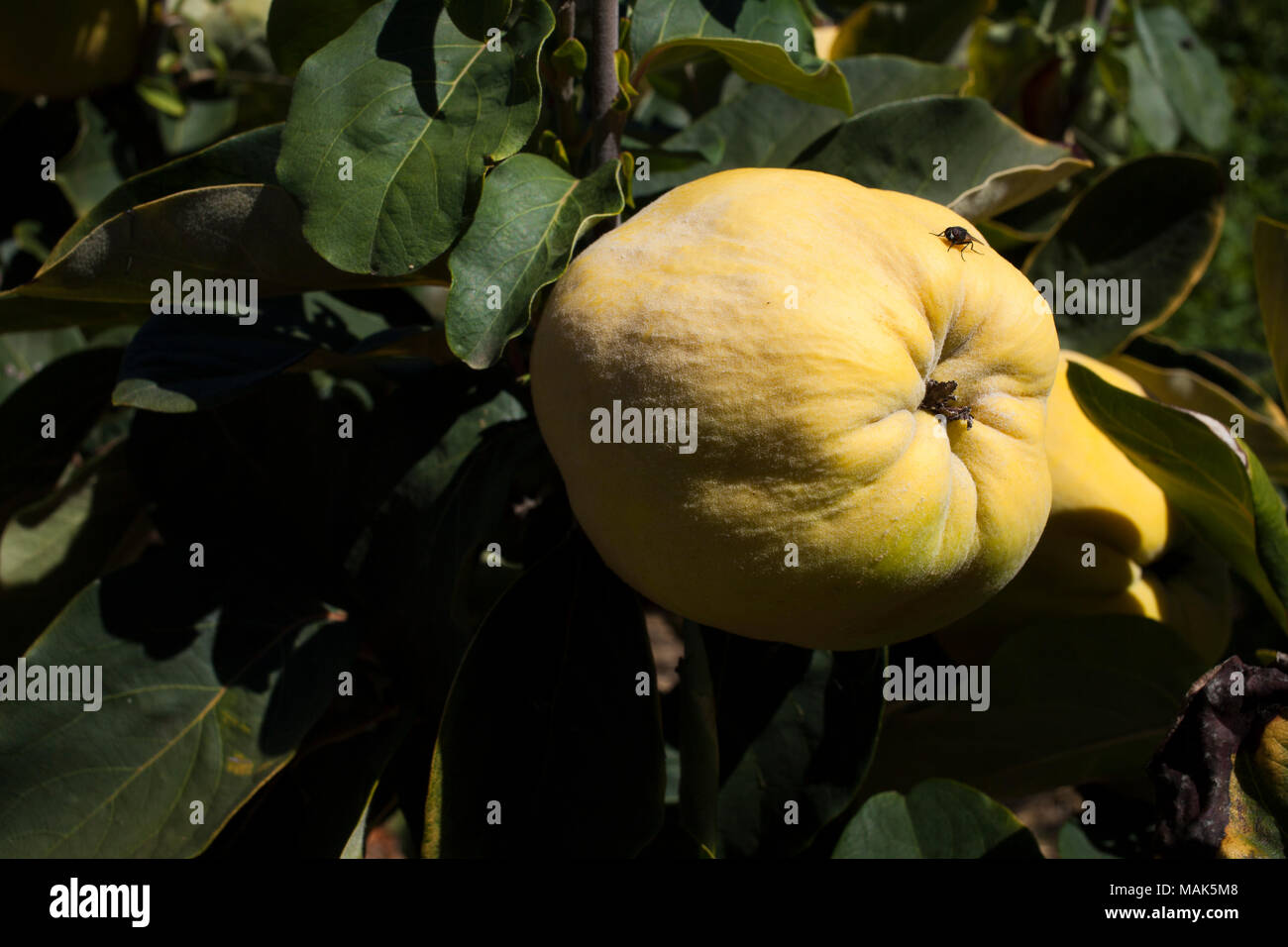 Cydonia Oblonga Fruit High Resolution Stock Photography and Images - Alamy