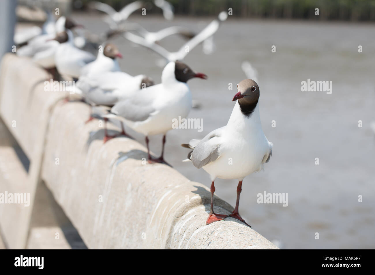 Seagull standing on a cement fence Stock Photo - Alamy