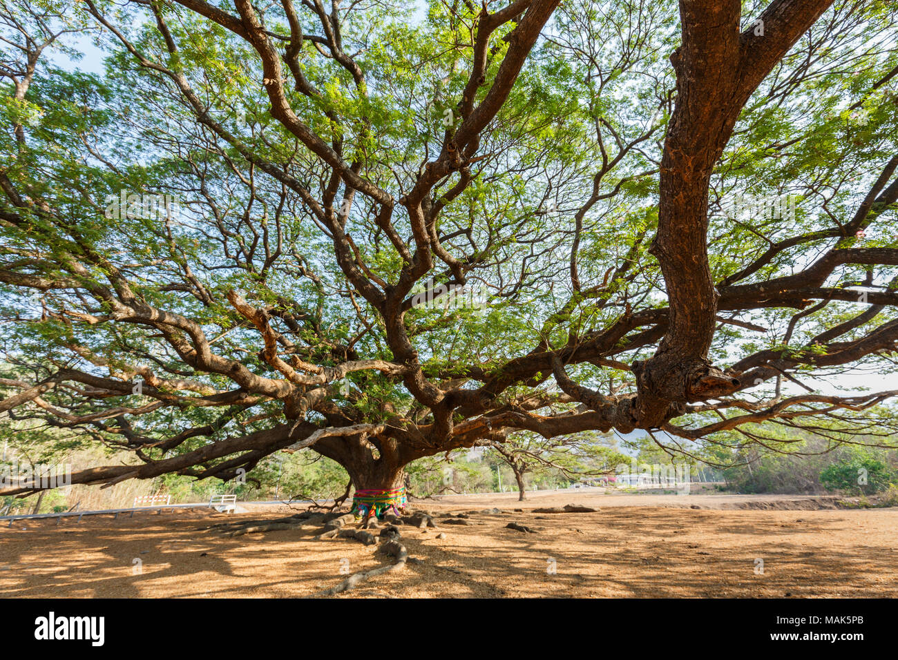 Samanea saman hi-res stock photography and images - Alamy